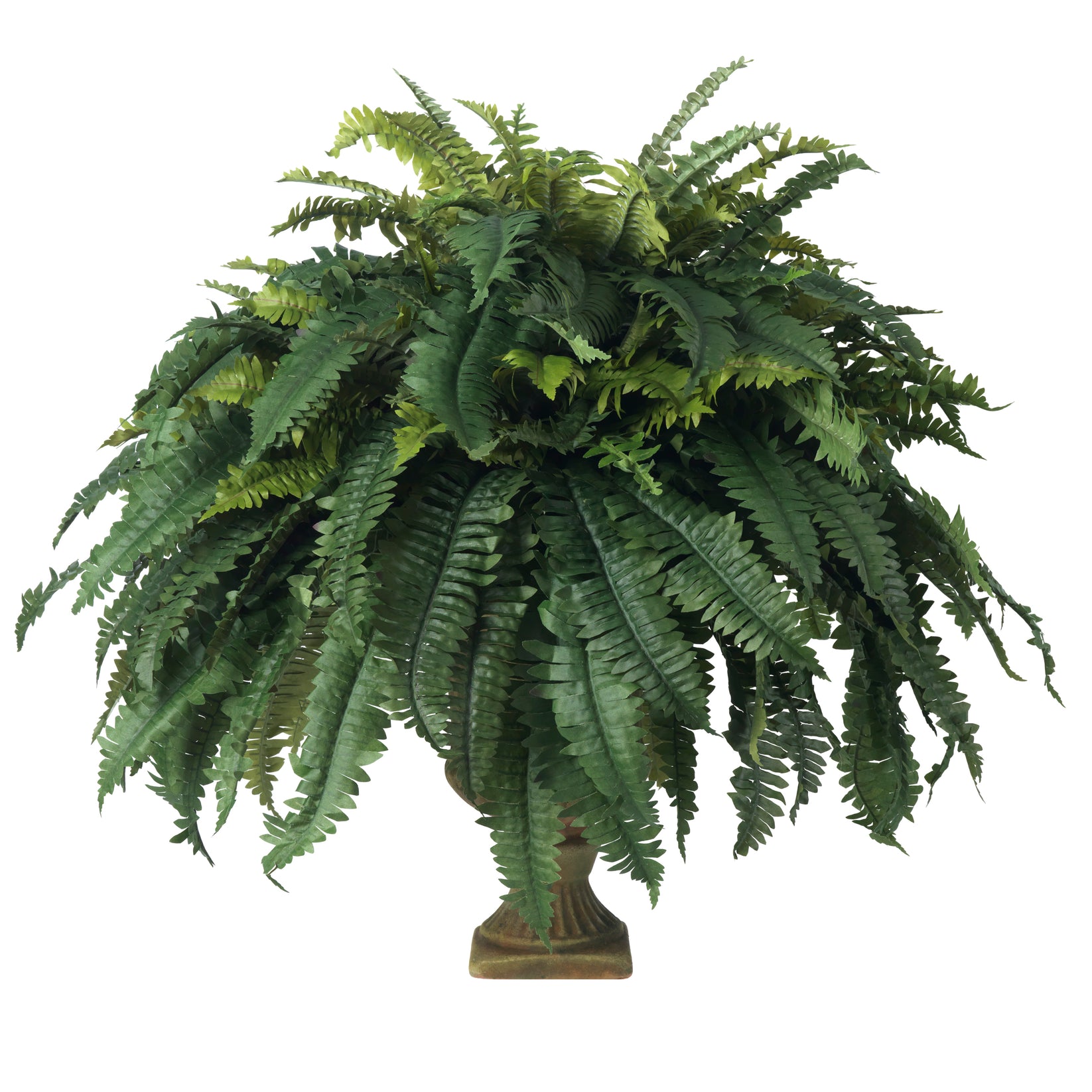 Fantastic Fern – Diane James Home
